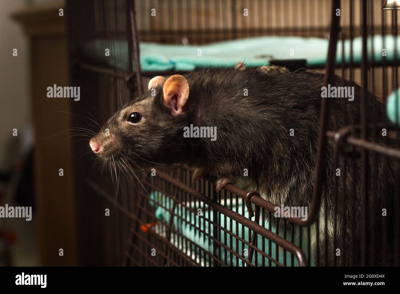 Lab rat cage hi-res stock photography and images - Alamy