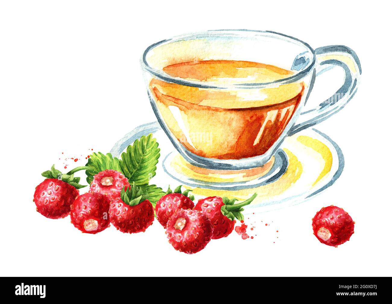 Cup of tea with Wild forest strawberries. Hand drawn watercolor ...