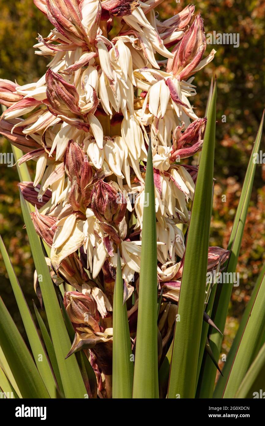 Yucca torreyi, Yucca torreyi Shafer, Torrey Yucca, Torrey's Yucca ...