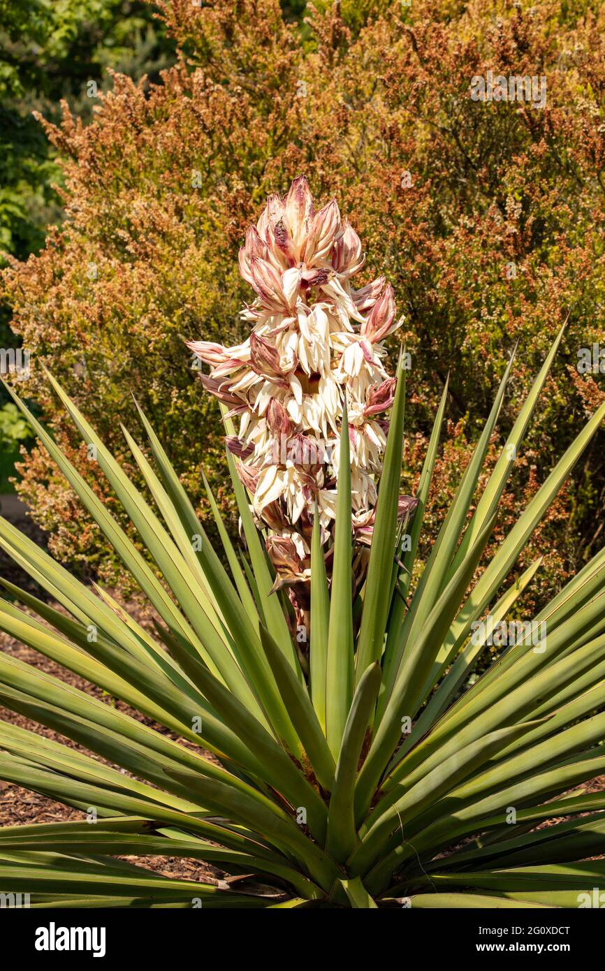 Yucca torreyi, Yucca torreyi Shafer, Torrey Yucca, Torrey's Yucca ...