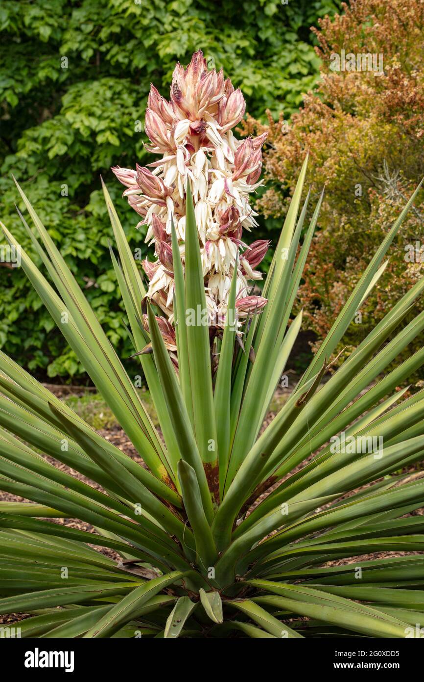 Yucca torreyi, Yucca torreyi Shafer, Torrey Yucca, Torrey's Yucca ...