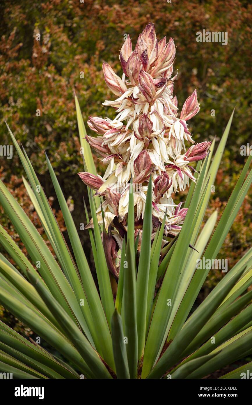 Yucca torreyi, Yucca torreyi Shafer, Torrey Yucca, Torrey's Yucca ...