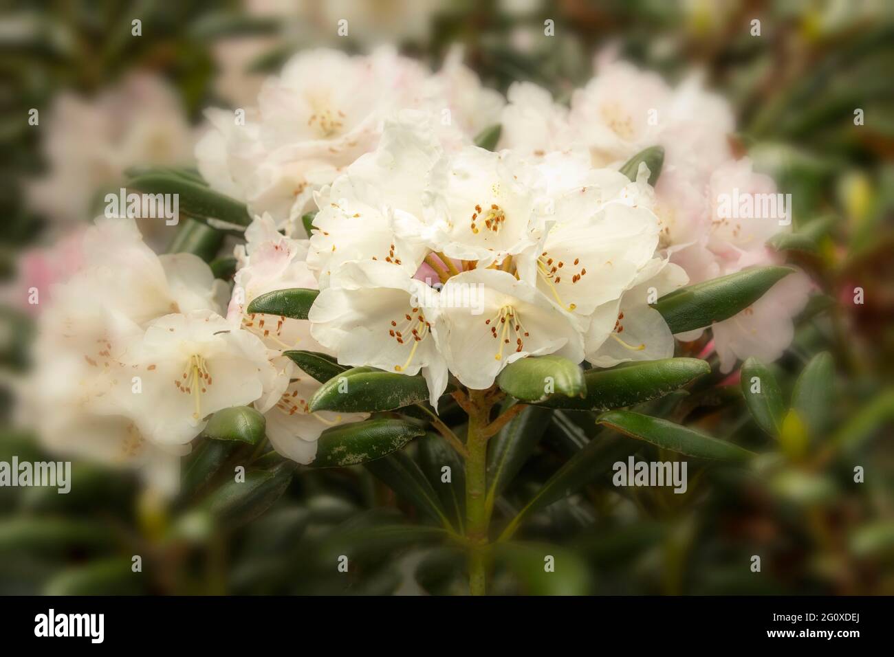 Rhododendron yakushimanum, Yakushima rhododendron, Rhododendron ...