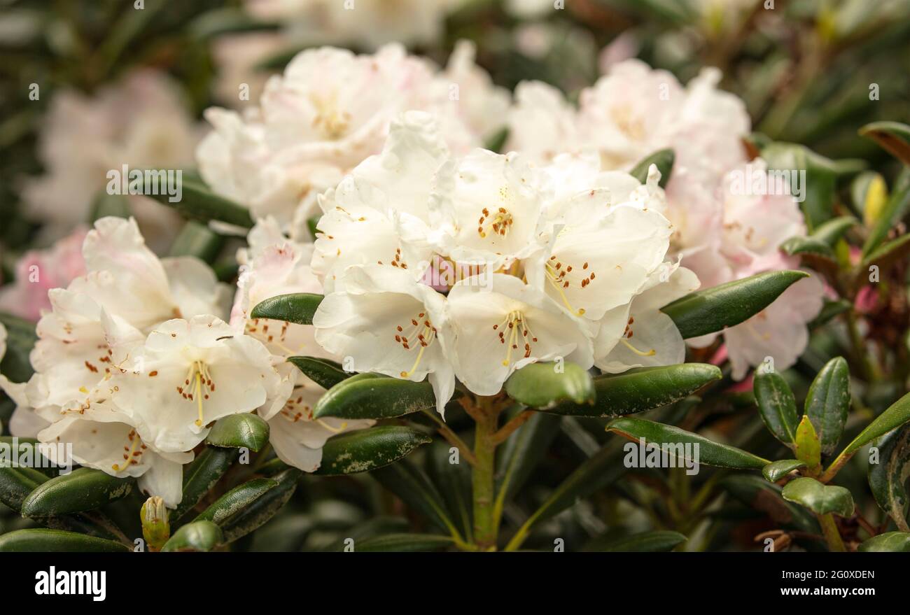 Rhododendron yakushimanum, Yakushima rhododendron, Rhododendron ...