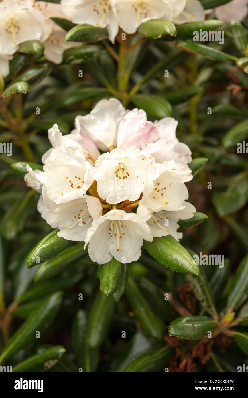 Rhododendron yakushimanum, Yakushima rhododendron, Rhododendron ...