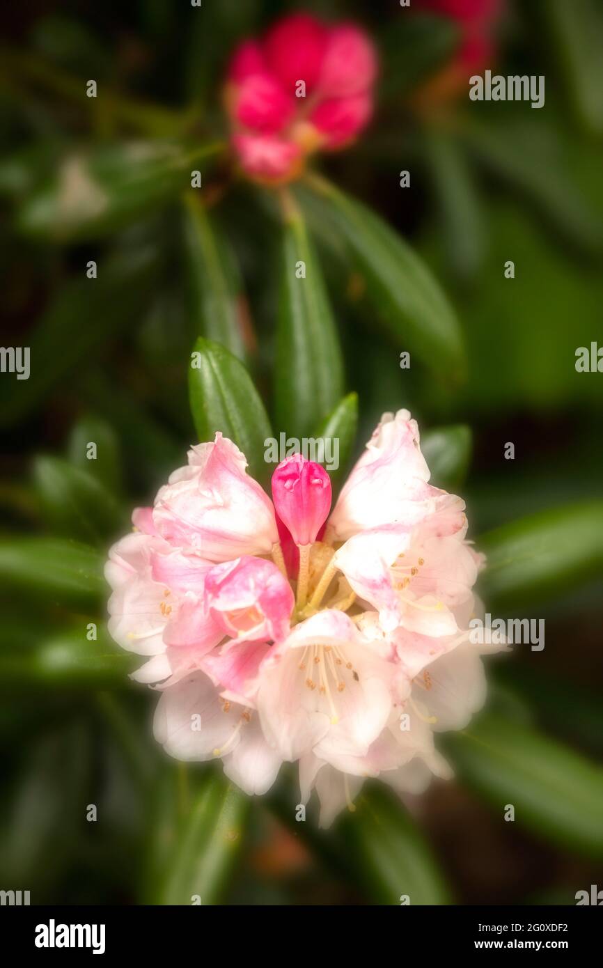 Rhododendron yakushimanum, Yakushima rhododendron, Rhododendron ...