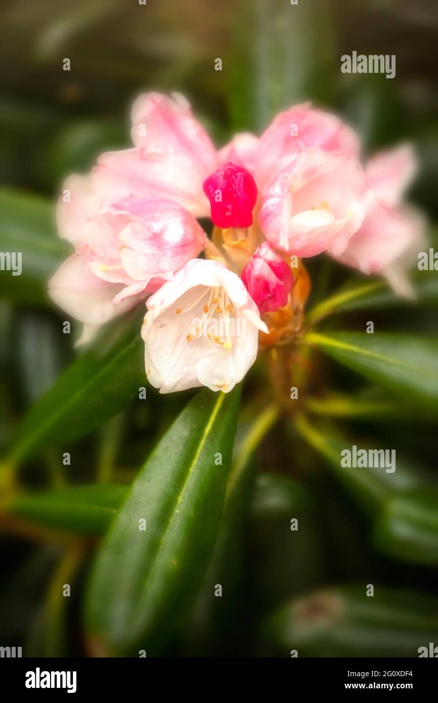 Rhododendron yakushimanum, Yakushima rhododendron, Rhododendron ...