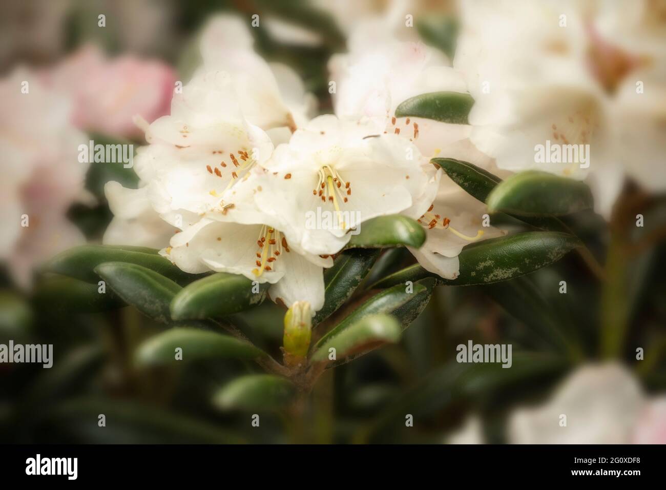 Rhododendron yakushimanum, Yakushima rhododendron, Rhododendron ...