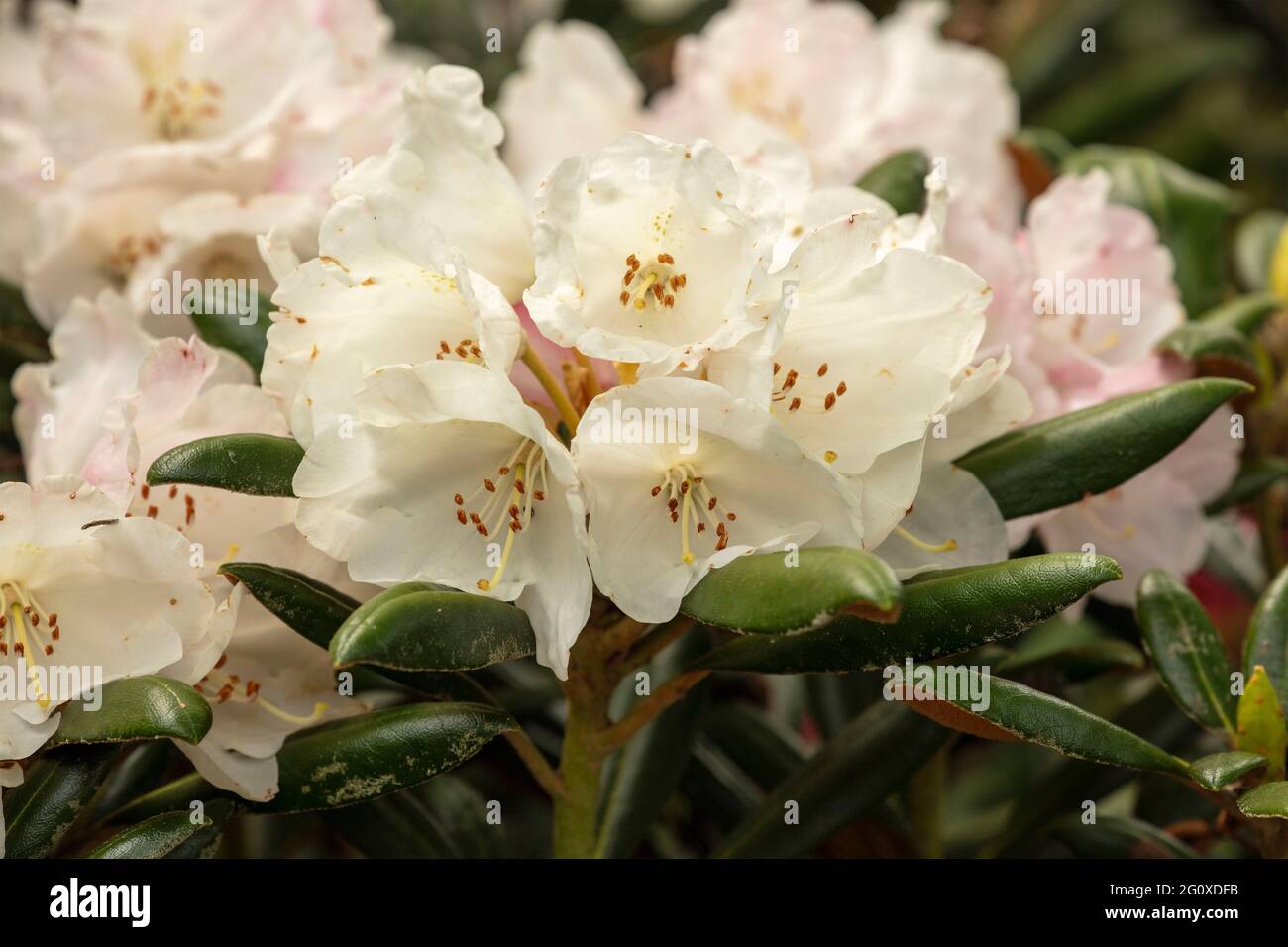 Rhododendron yakushimanum, Yakushima rhododendron, Rhododendron ...