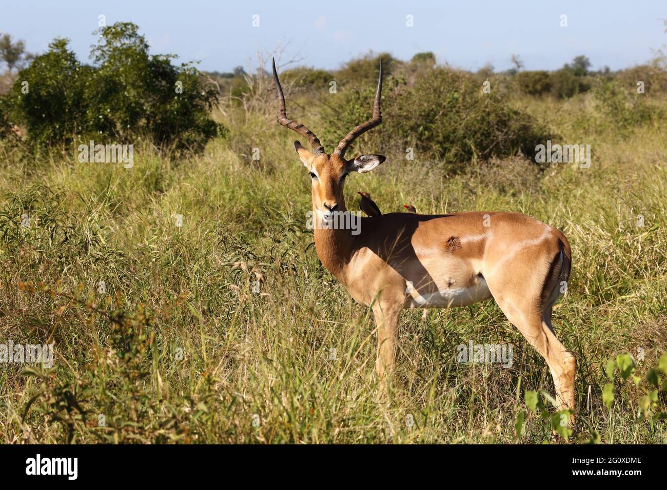 Schwarzfersenantilope / Impala / Aepyceros melampus Stock Photo - Alamy