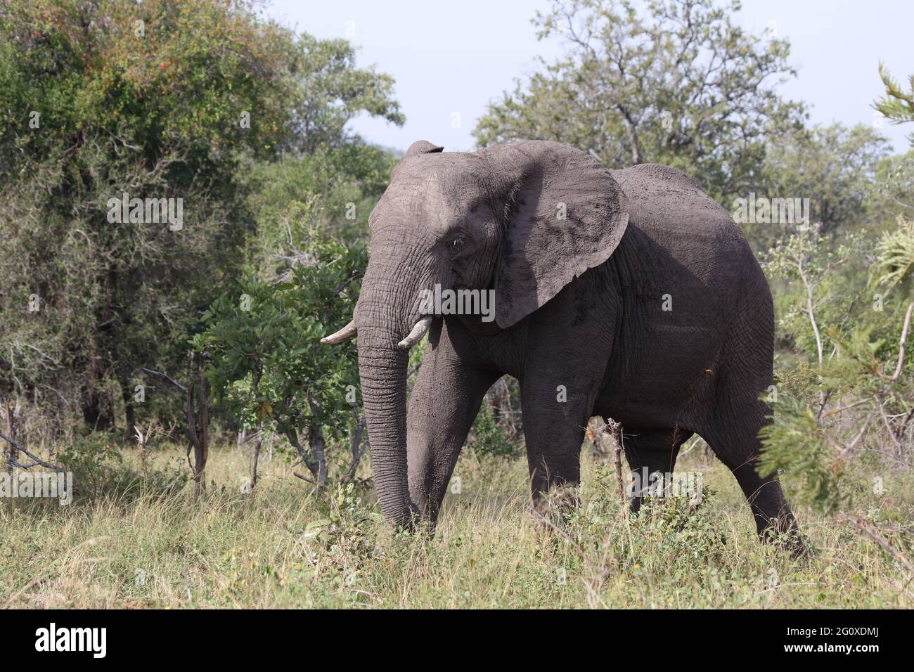 Afrikanischer Elefant / African elephant / Loxodonta africana Stock ...