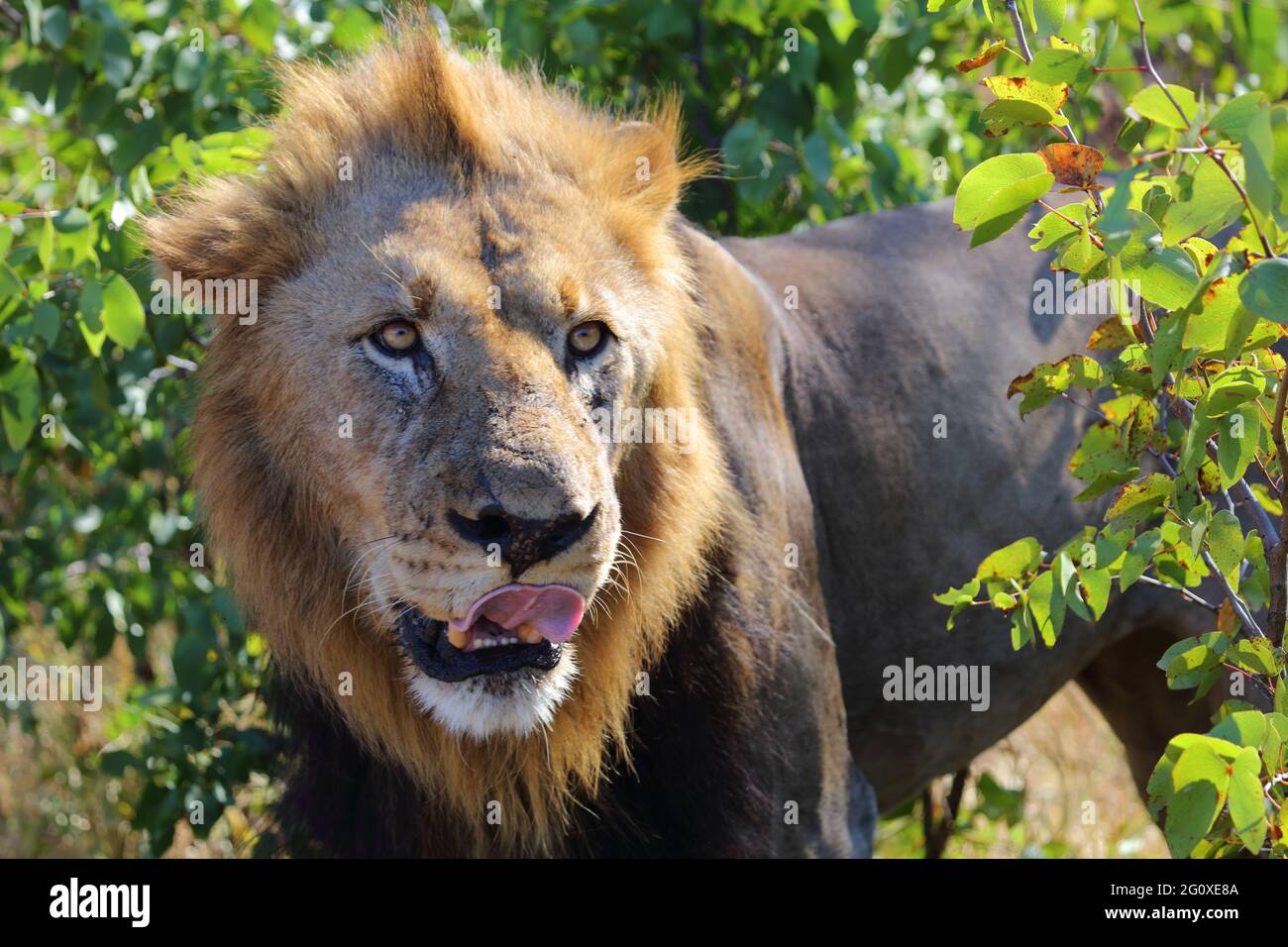 Afrikanischer Löwe / African lion / Panthera leo Stock Photo - Alamy