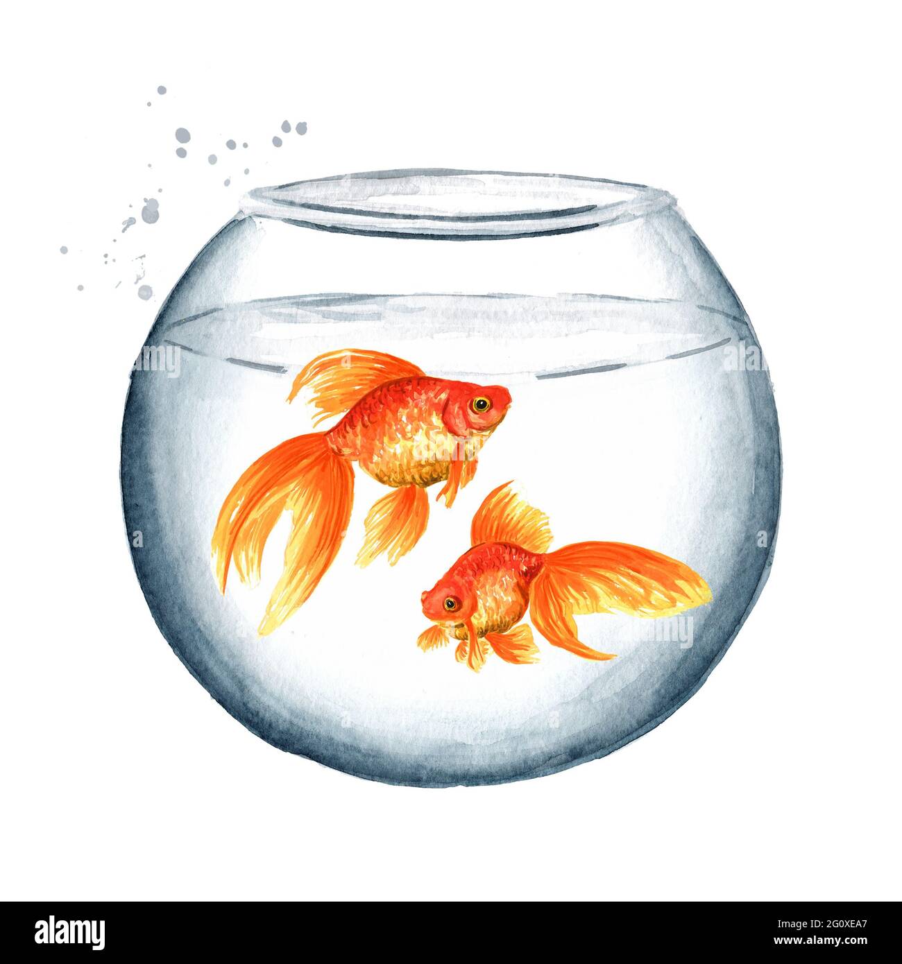 Goldfish. Two gold fishes swimming in a round glass aquarium ...
