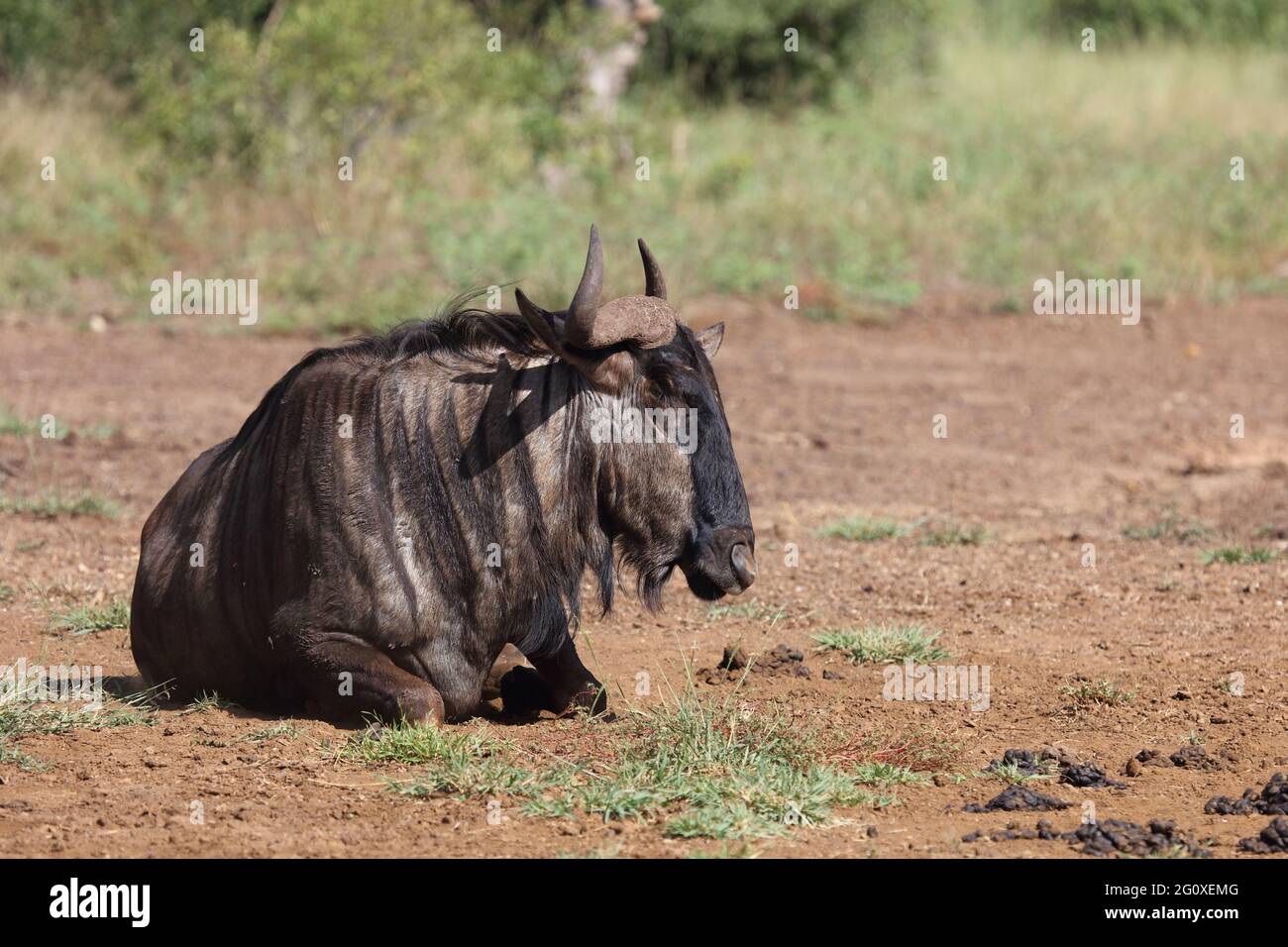 Streifengnu / Blue wildebeest / Connochaetes taurinus Stock Photo - Alamy