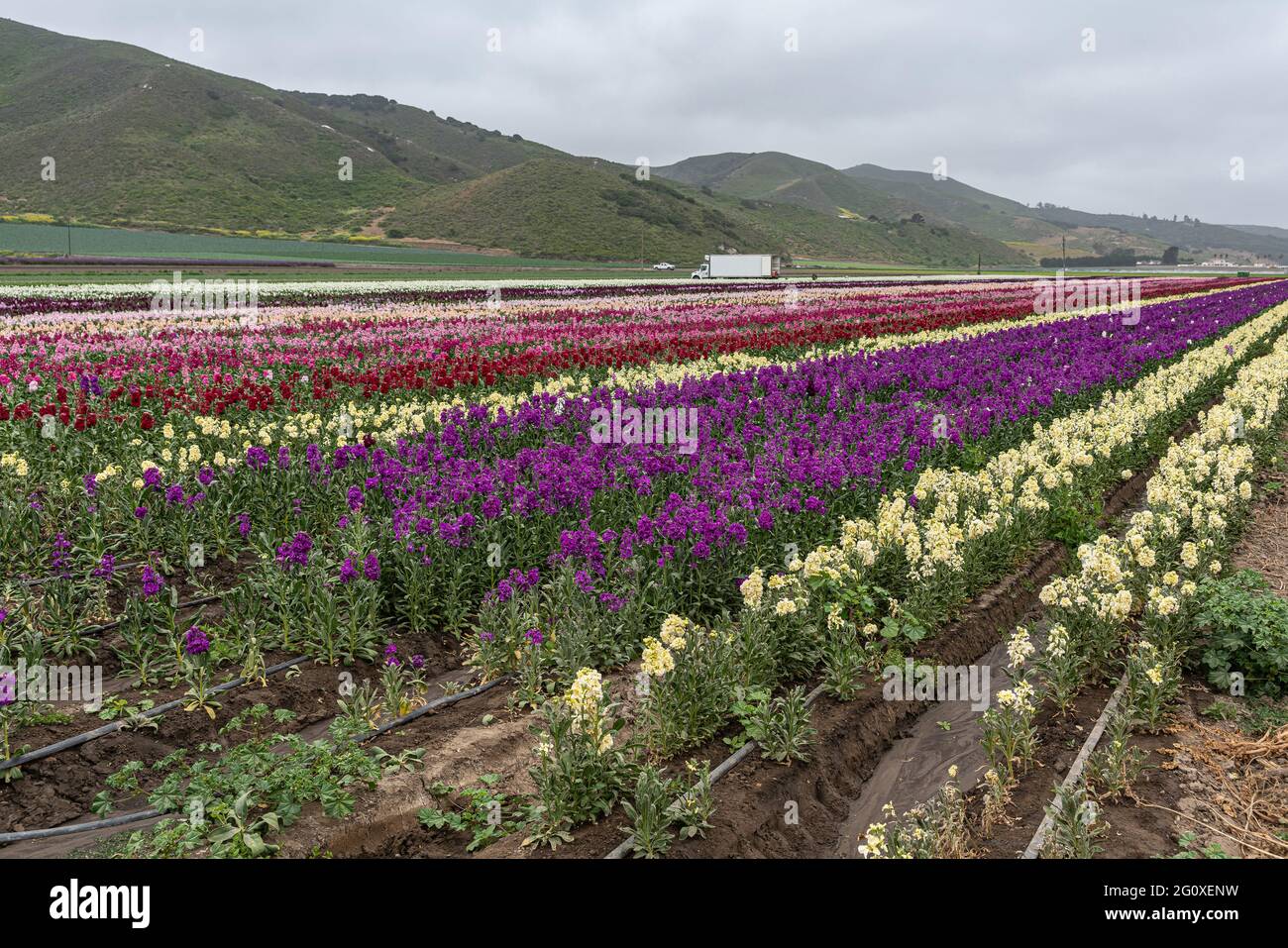 Lompoc, CA, USA - May 26, 2021: Lateral view on long field whereon ...
