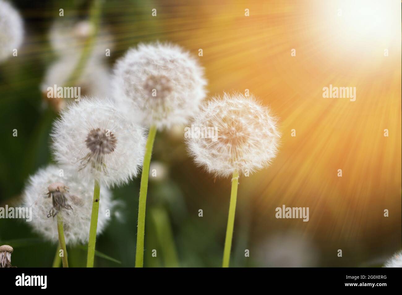 Dandelions life cycle hi-res stock photography and images - Alamy