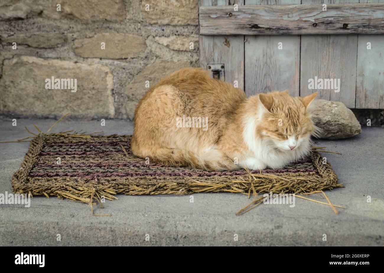 Relax when possible: one of the stray cats of Kato Pafos in the ...