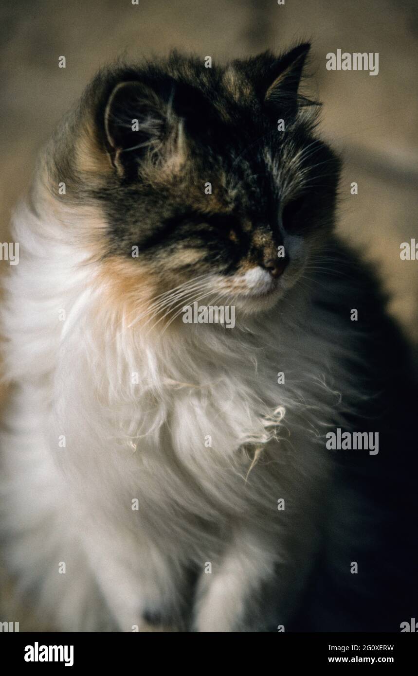 Relax when possible: a long haired sample of the stray cats of Kato ...