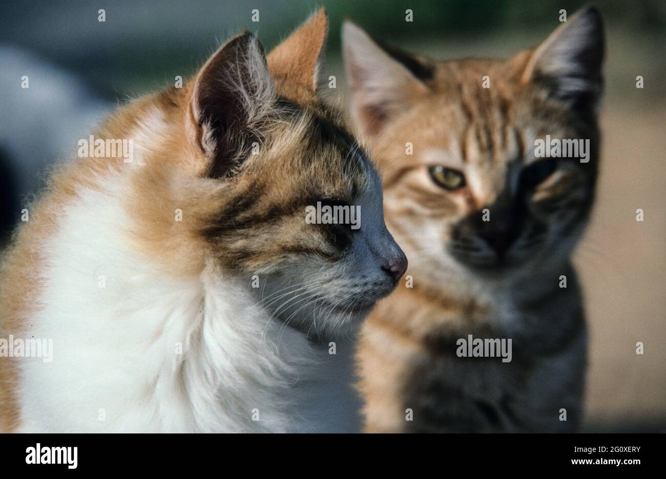 Animals with character: the stray cats of Kato Pafos in the ...
