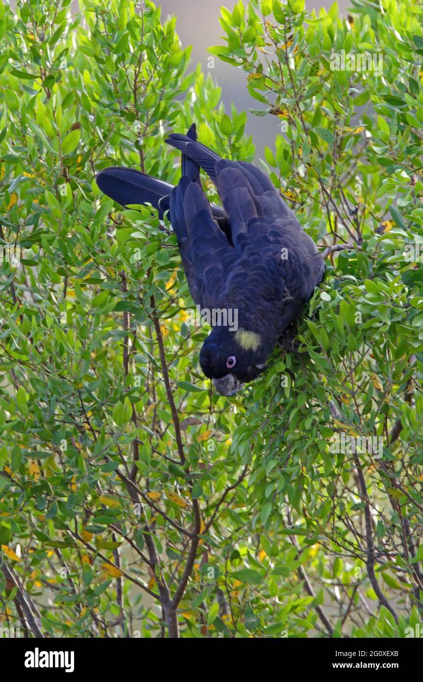 Zanda funerea adult hi-res stock photography and images - Alamy