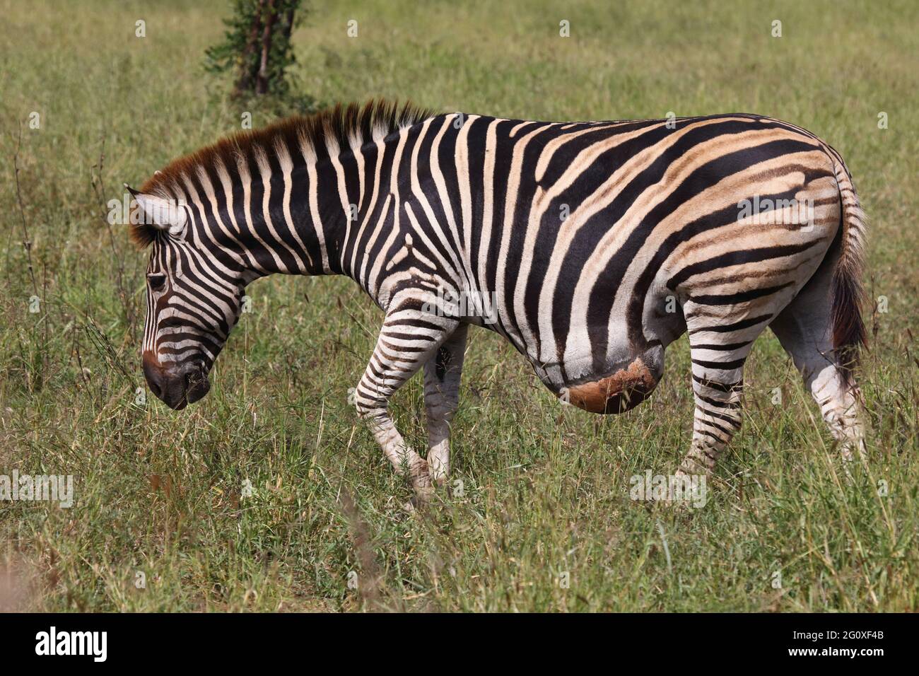 Sick zebra hi-res stock photography and images - Alamy