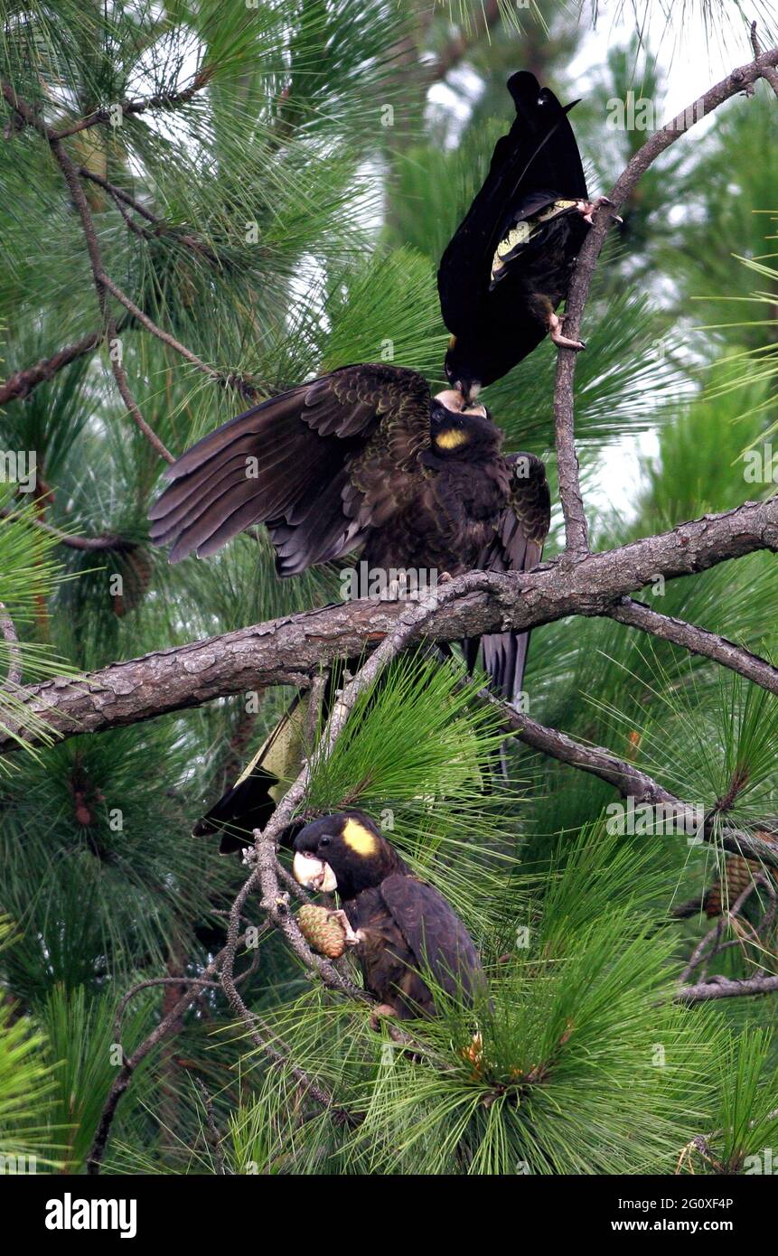 Yellow-tailed Black-cockatoo (Zanda funerea funerea) courtship feeding ...