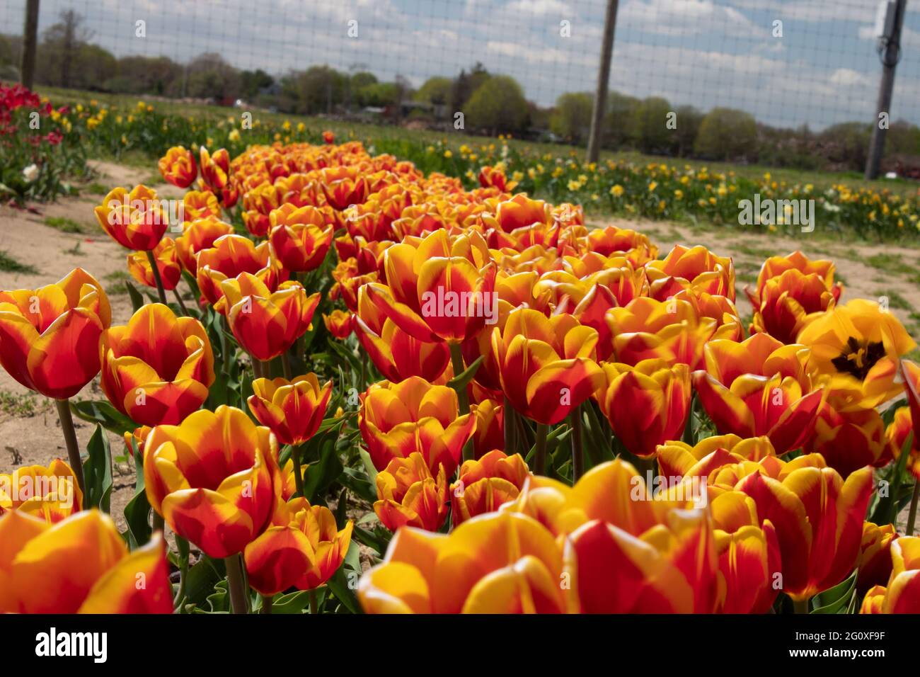 Orange and Yellow Didier's Tulips at the Long Island Tulip Festival ...