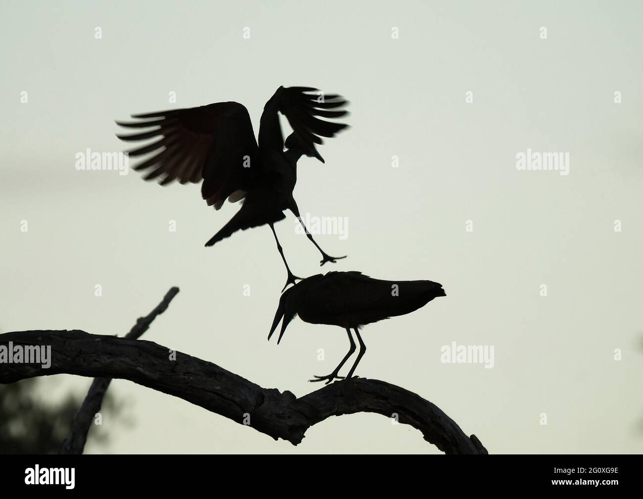 Hammer headed Stork, (Scopus umbretta), African wading bird, Kruger ...