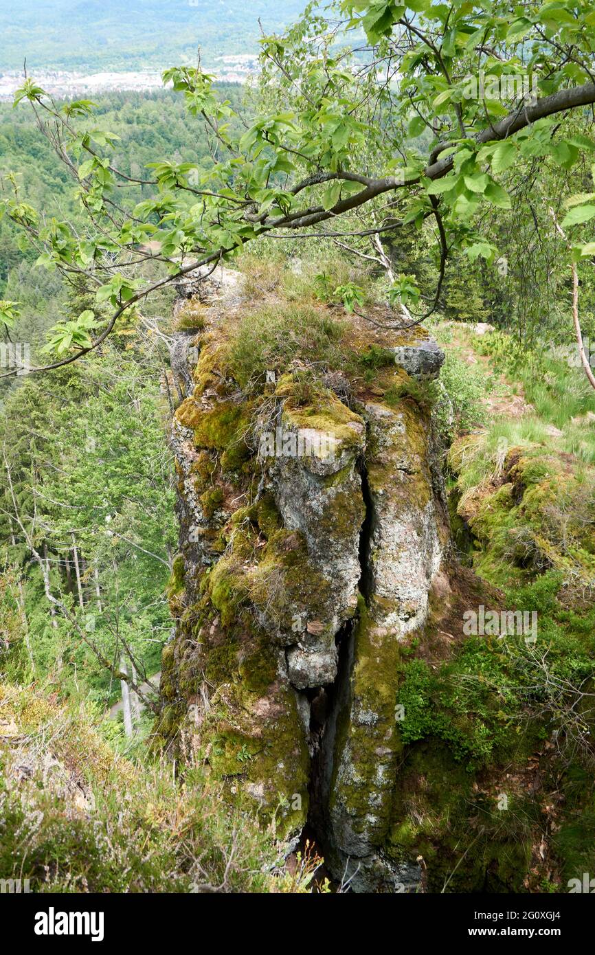 Shot in a green forest Stock Photo - Alamy
