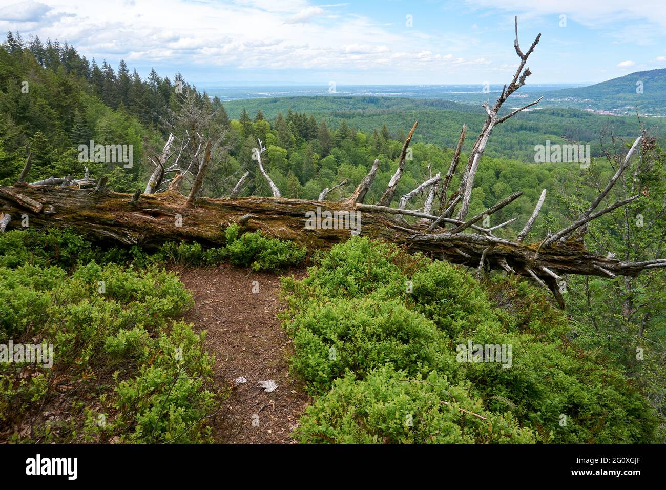 Shot of a fallen tree trunk in a forest Stock Photo - Alamy