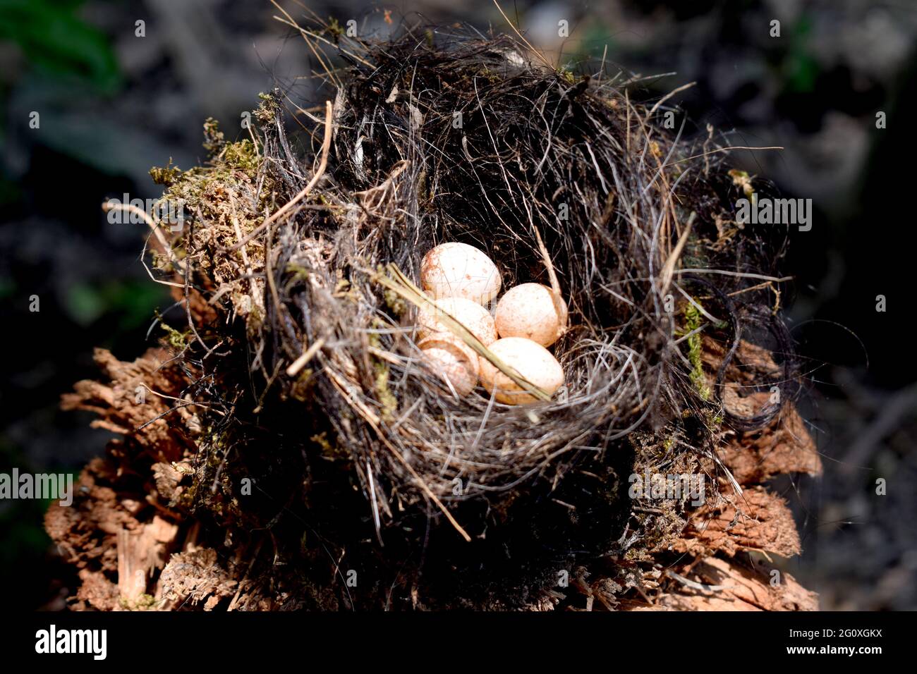 Beautiful Bird's Nest With Egg Stock Photo - Alamy