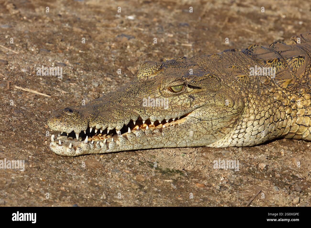 Nilkrokodil / Nile crocodile / Crocodylus niloticus Stock Photo - Alamy