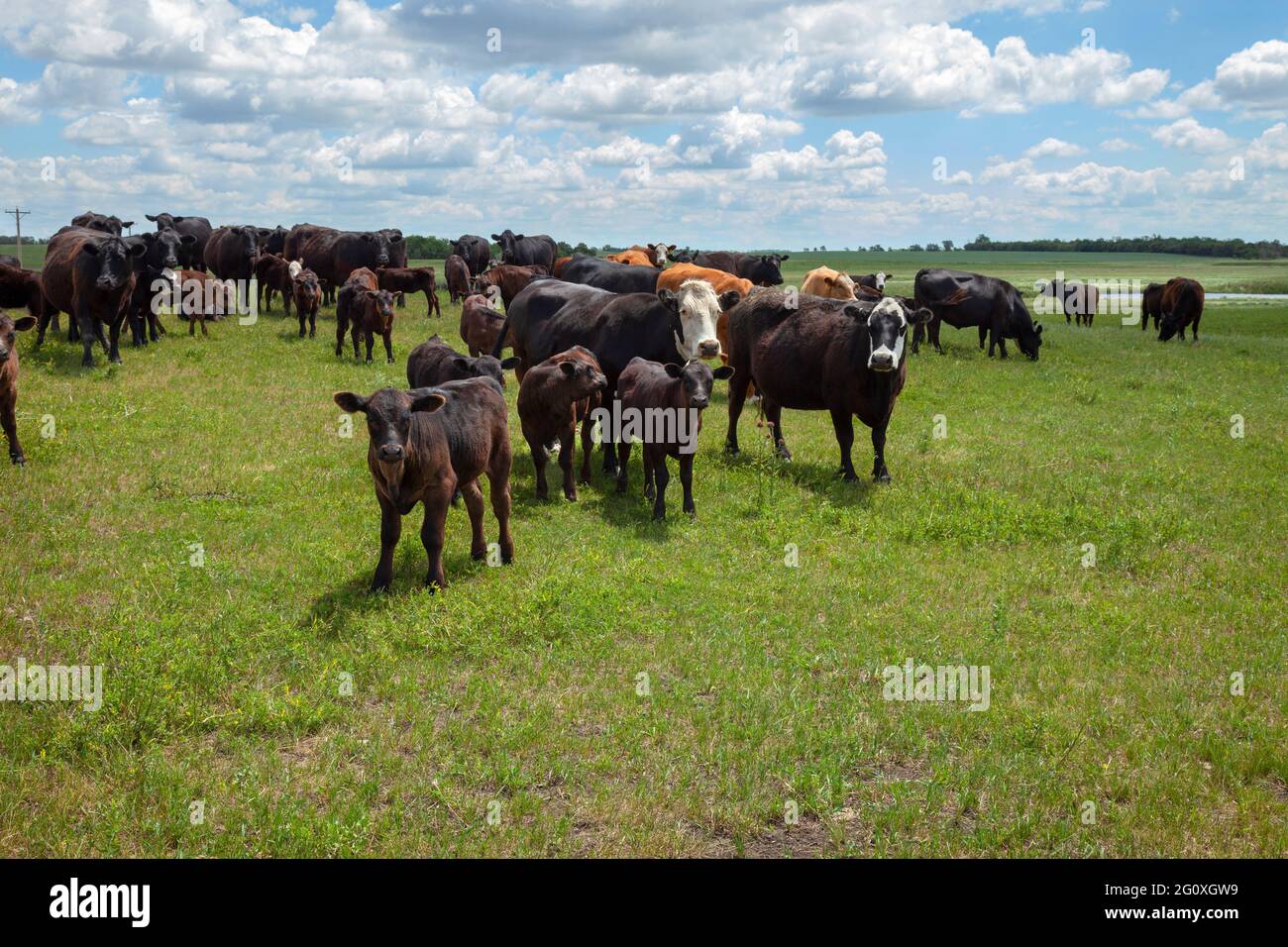 Herd of cattle with cows and calves in a field in South Dakota Stock ...