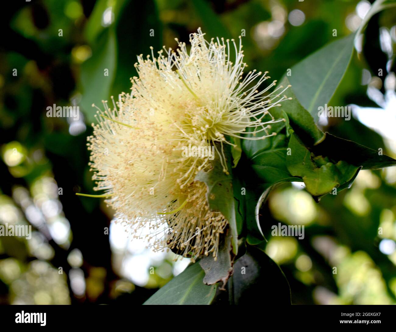 Photos of fruit flower Stock Photo - Alamy