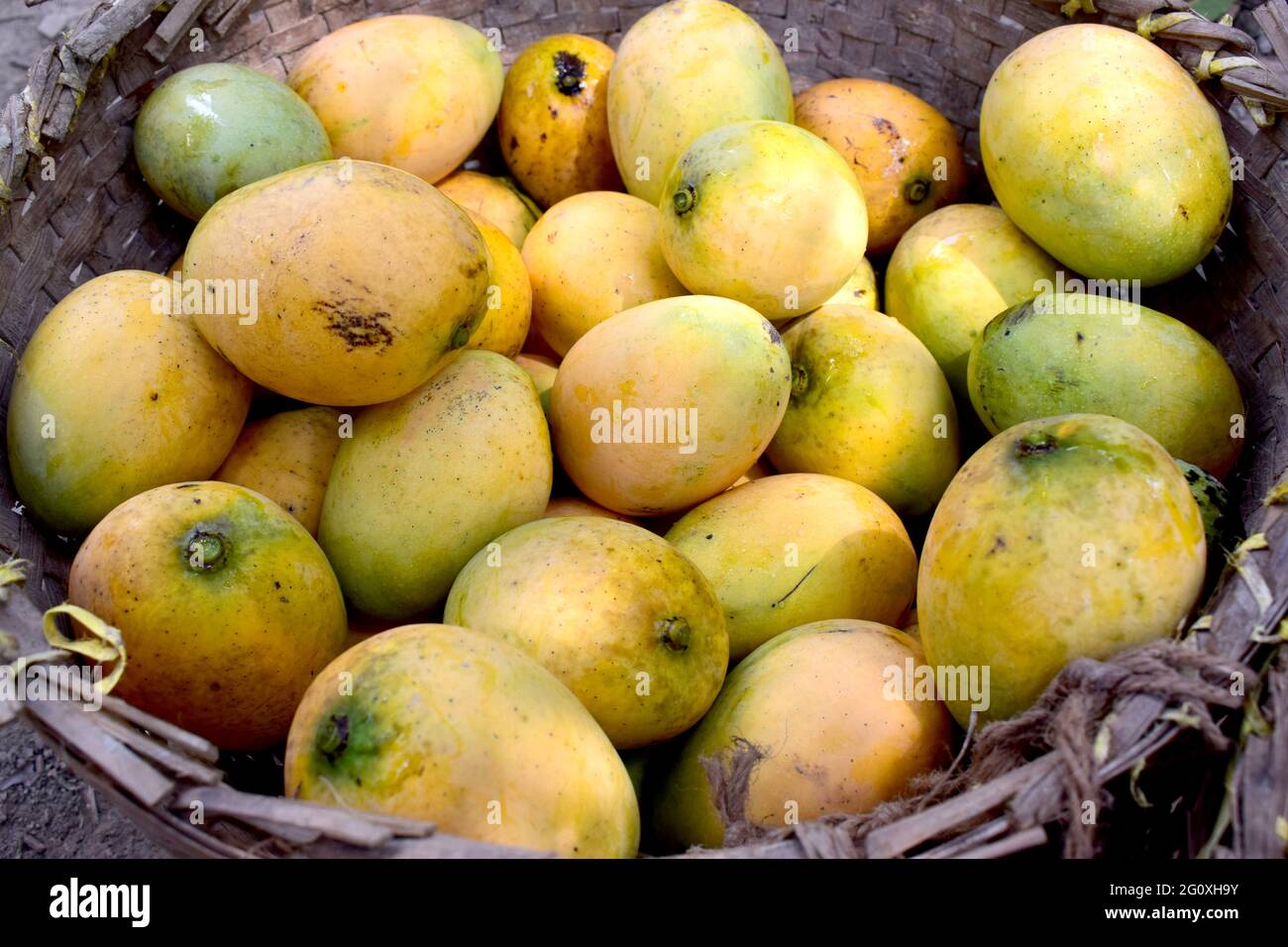 Delicious organic fresh mango Display on Basket Stock Photo - Alamy
