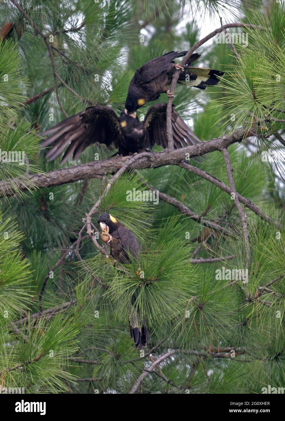 Yellow-tailed Black-cockatoo (Zanda funerea funerea) courtship feeding ...