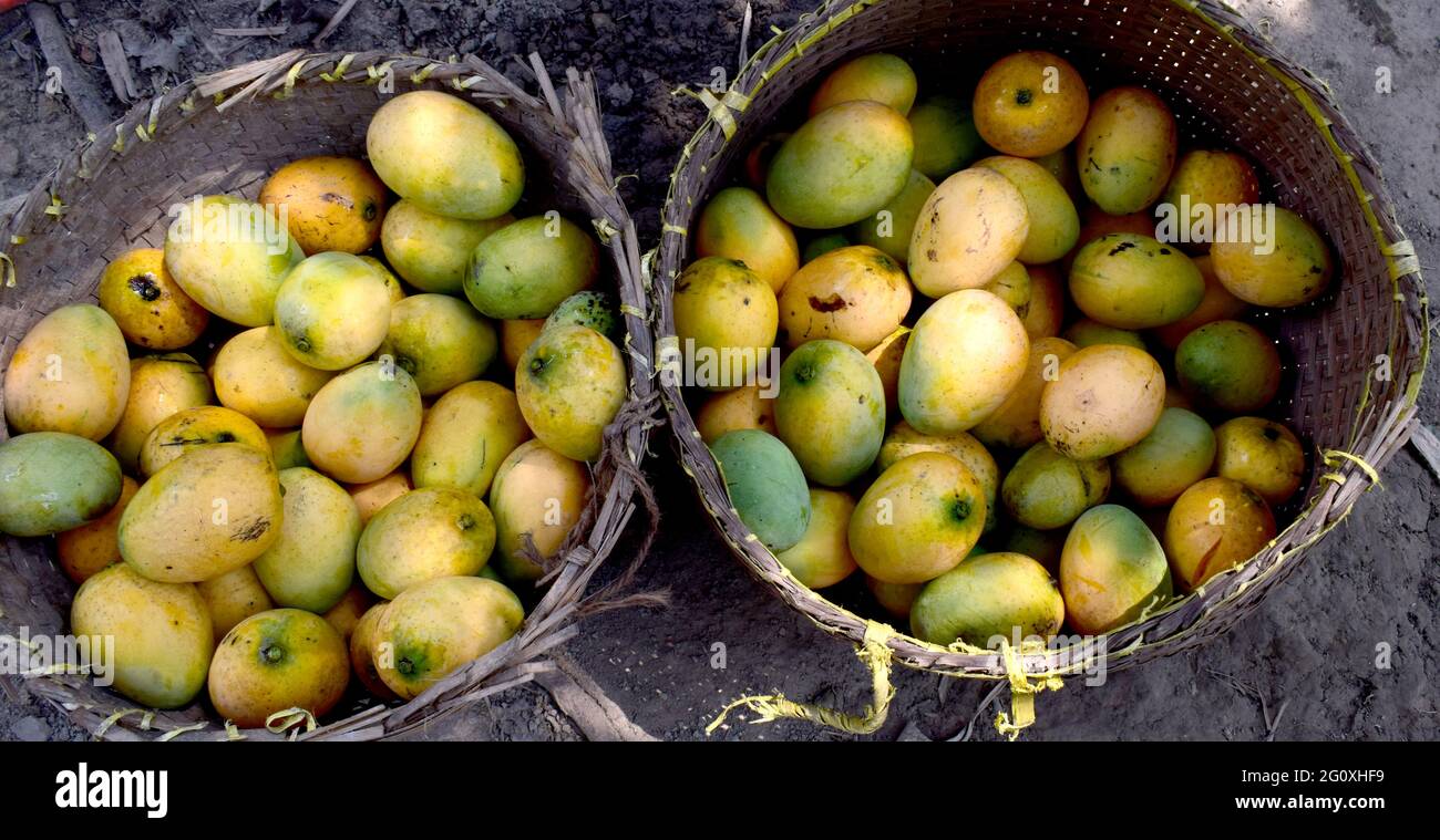 Delicious organic fresh mango Display on Basket Stock Photo - Alamy