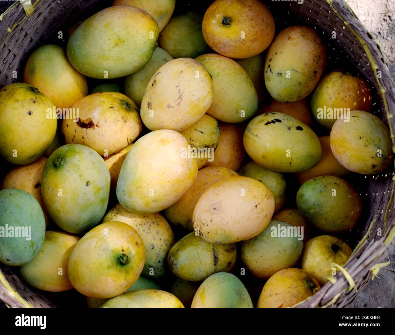 Delicious organic fresh mango Display on Basket Stock Photo - Alamy