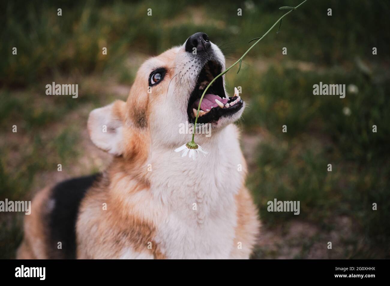 Growling Corgi