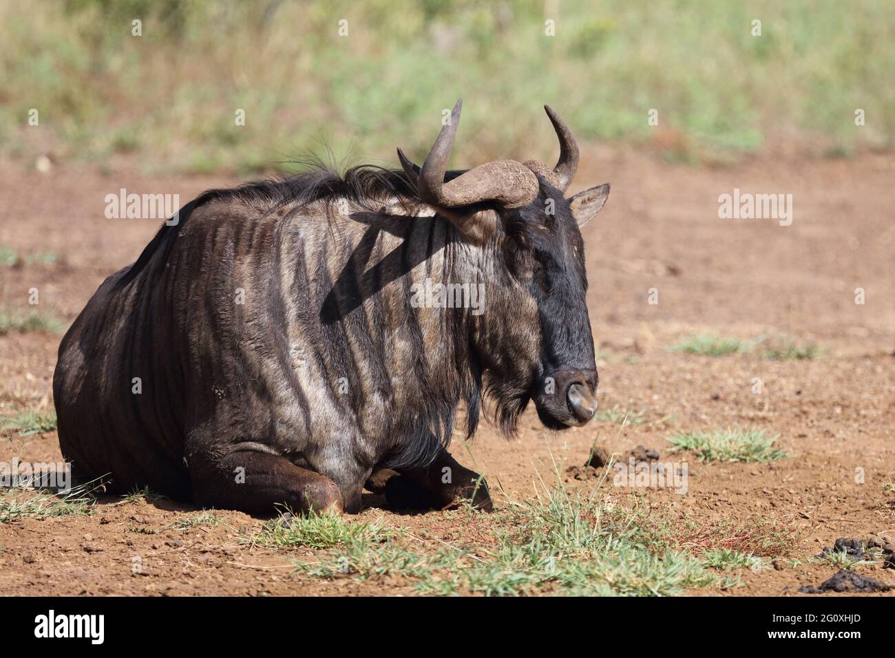 Streifengnu / Blue wildebeest / Connochaetes taurinus Stock Photo - Alamy