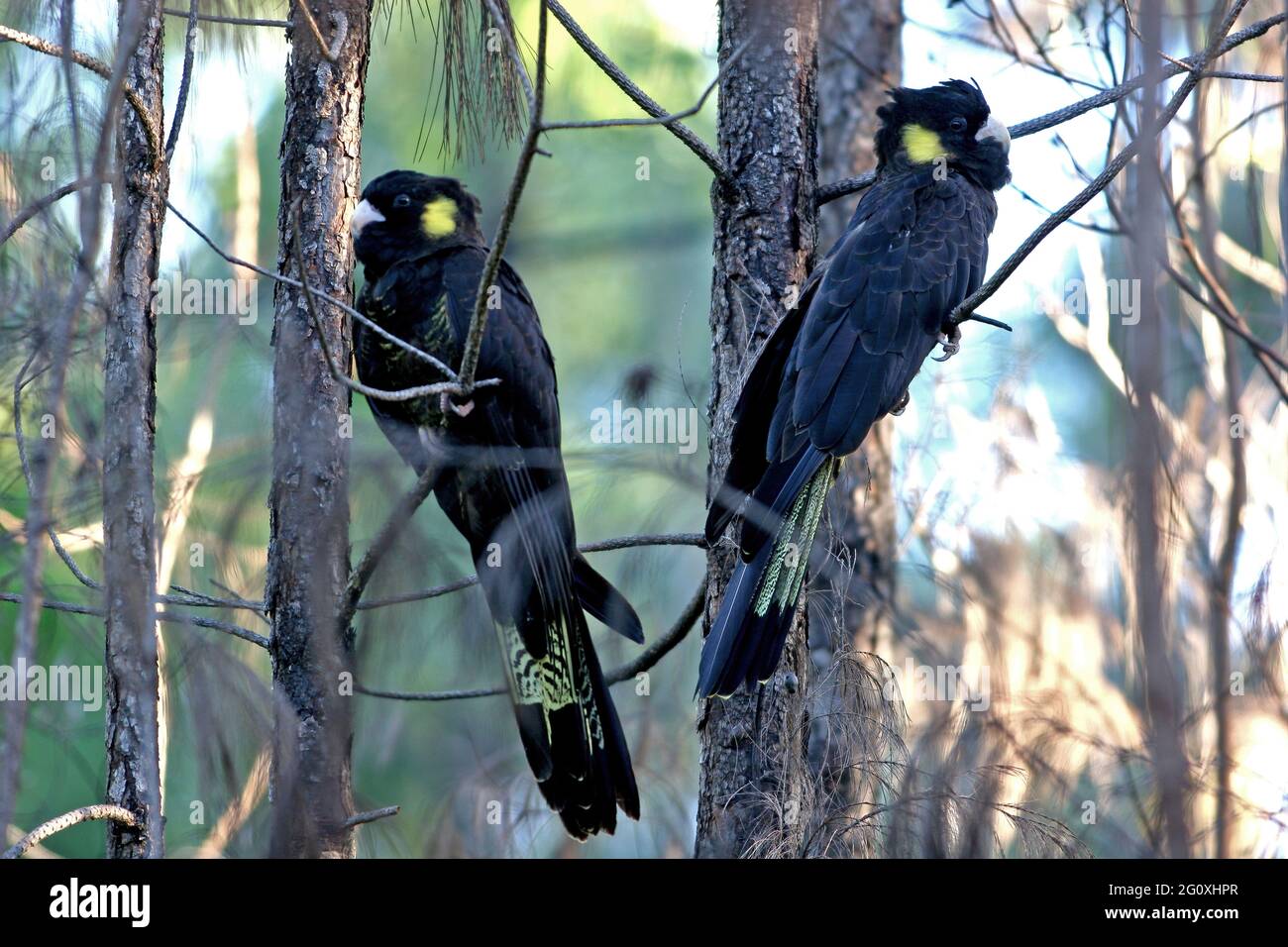 Zanda funerea hi-res stock photography and images - Alamy