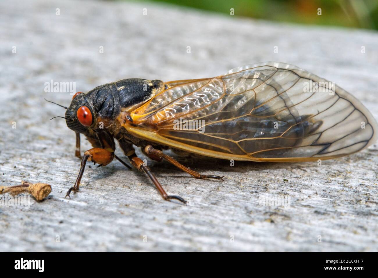 Cicadas cicadidae hi-res stock photography and images - Alamy