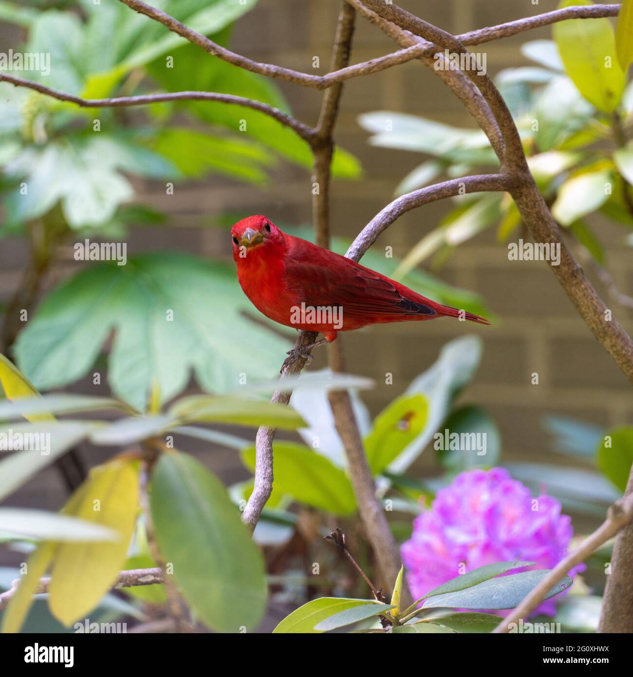 Selective focus shot of a red Ramphocelus Neotropical bird sitting on a ...
