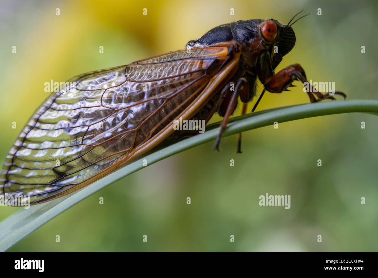 Cicadas cicadidae hi-res stock photography and images - Alamy