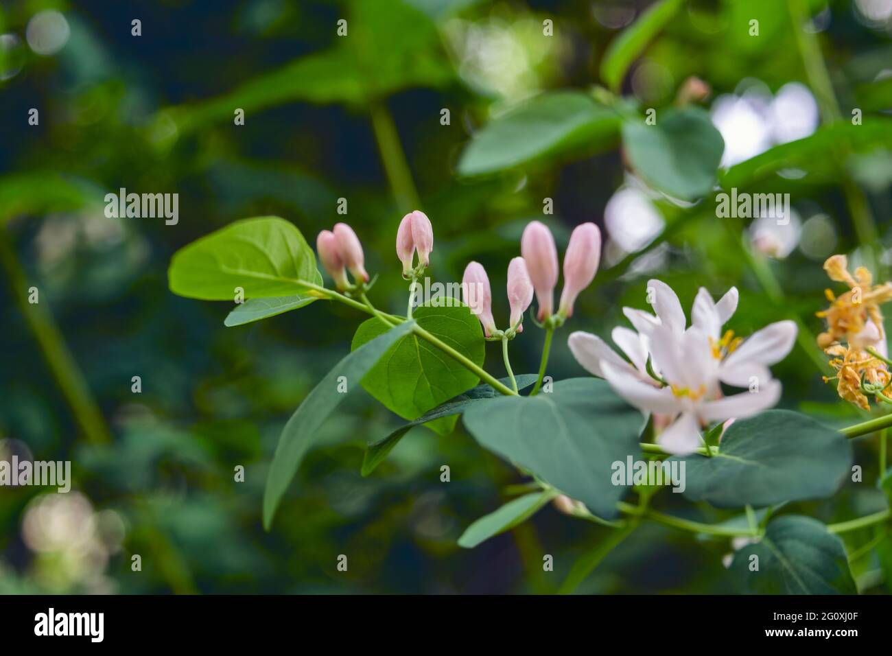 Frangula alnus flowering bush, blooming white flower close up detail ...