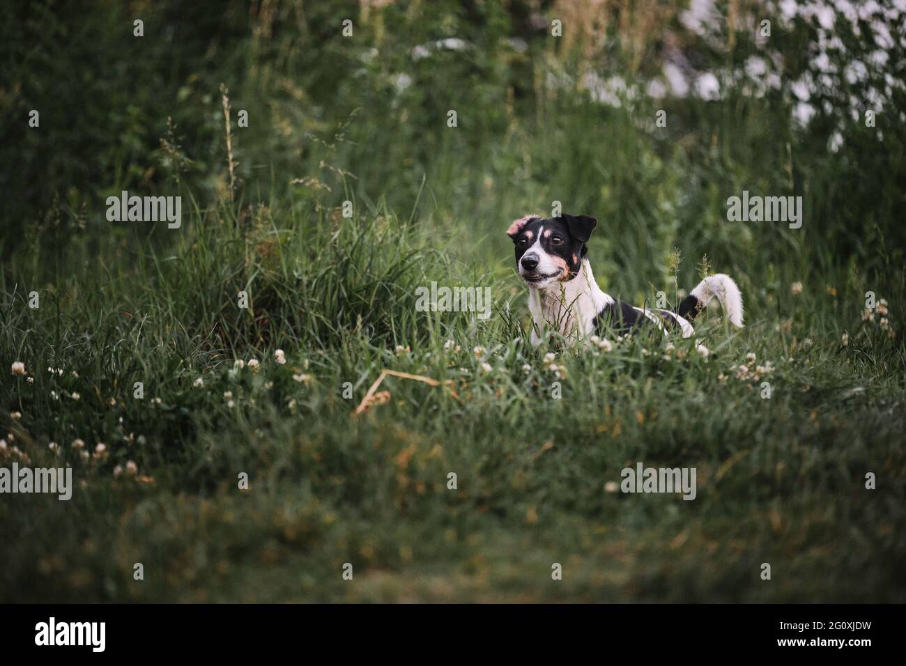 English hunting dog breed hi-res stock photography and images - Alamy