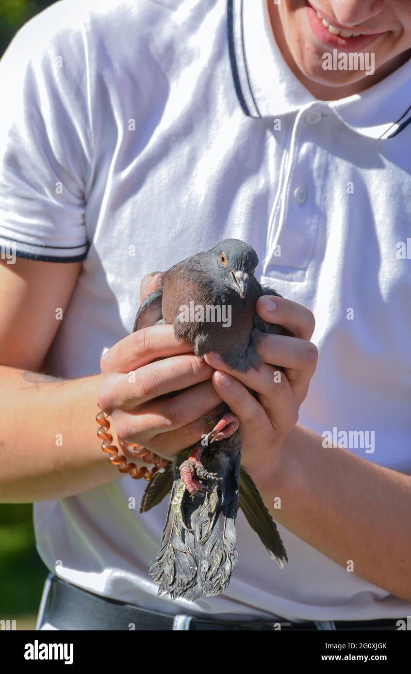 A captured pigeon as a model for a photograph. Kazansky square. St ...