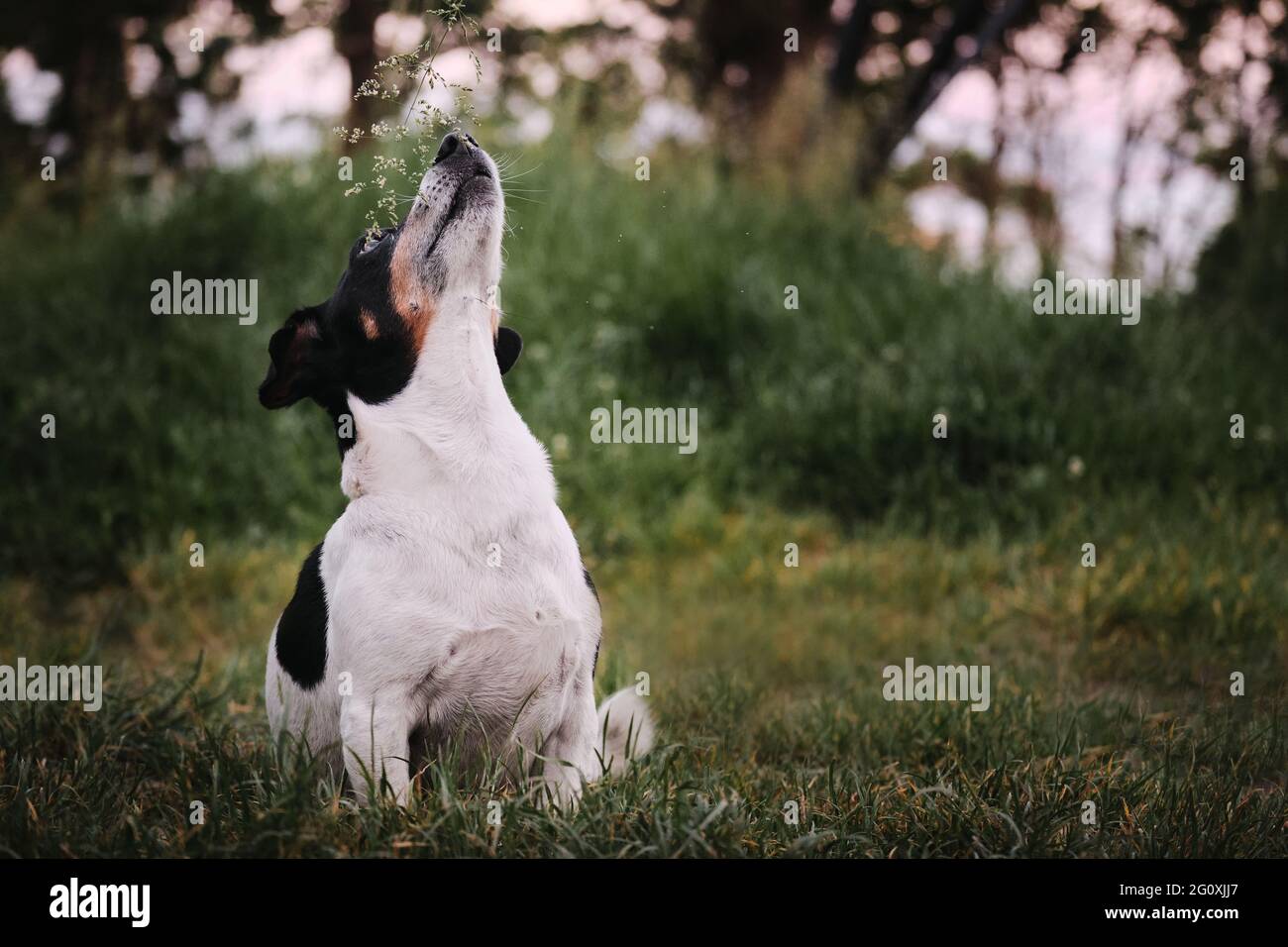 English hunting dog breed hi-res stock photography and images - Alamy