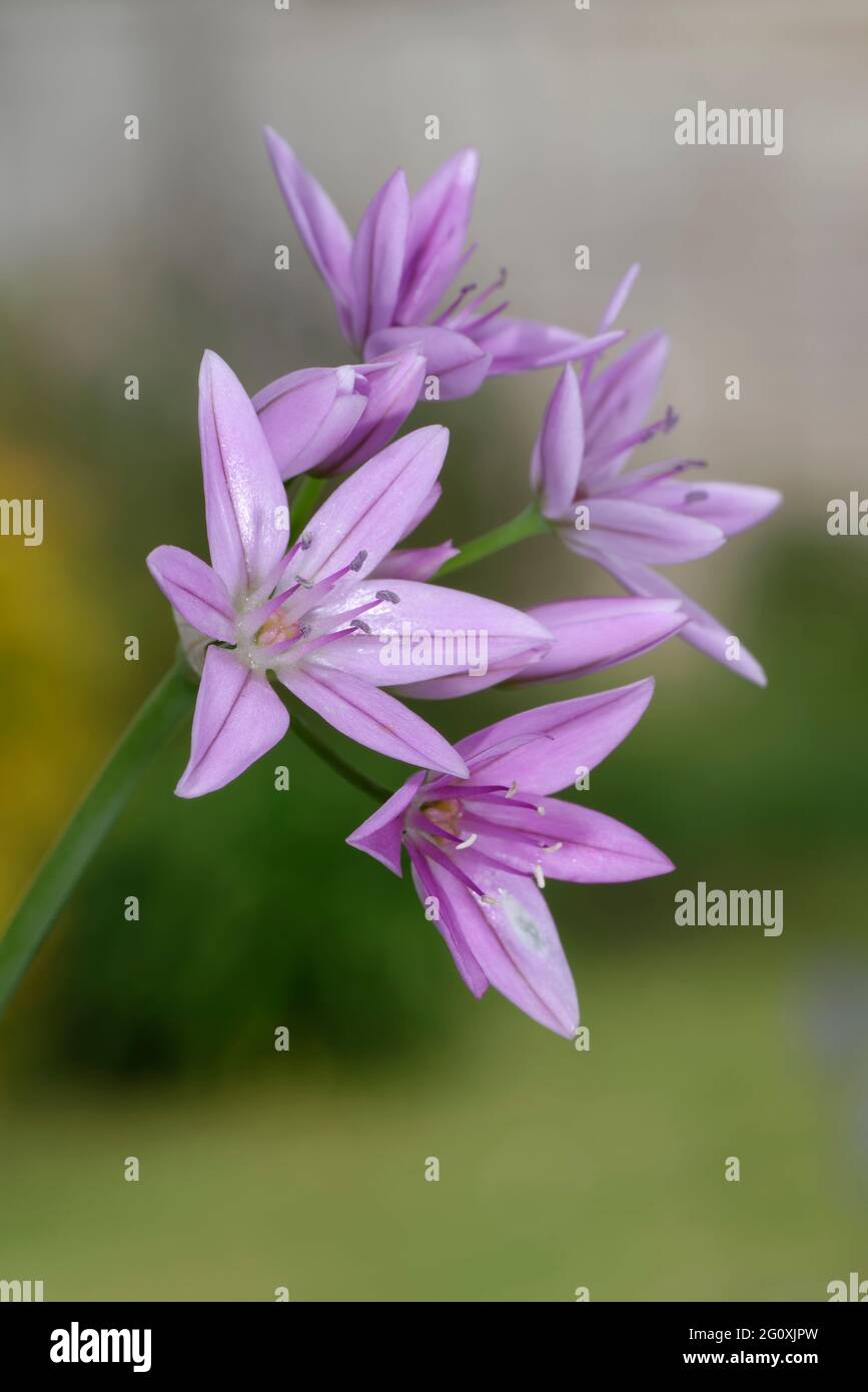 Pink Lily Leek - Allium oreophilum, garden onion flower Stock Photo - Alamy