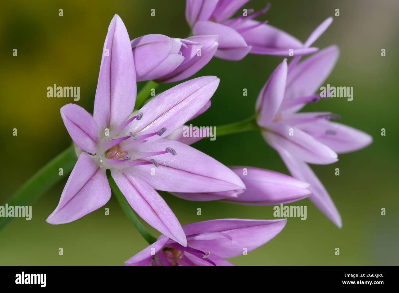 Pink Lily Leek - Allium oreophilum, Closeup of single flower Stock ...